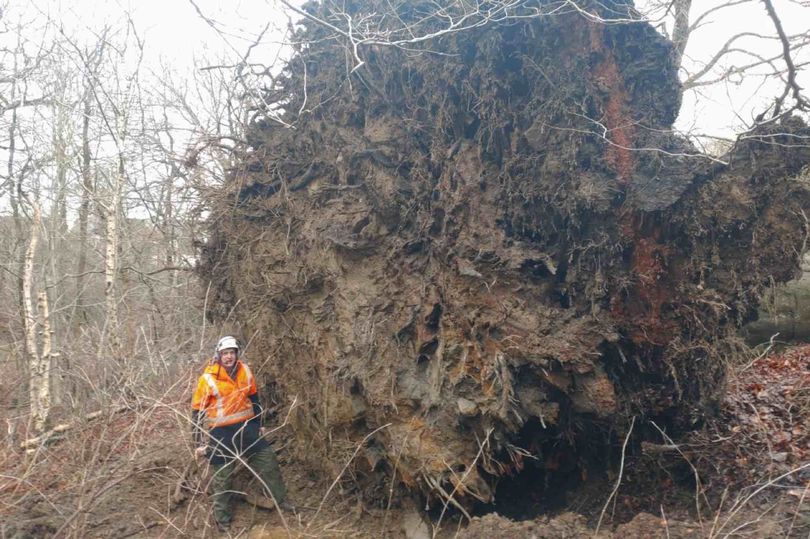 West Lothian's tree team clearing up more damage after latest storm