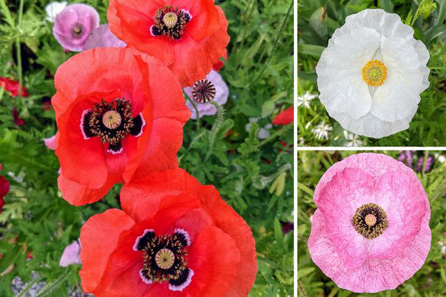 7 Tips for Growing Perfect Poppies Every Year, According to Martha's ...