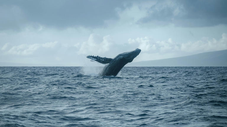 Quand il ne sait plus à qui s'en prendre, Donald Trump s'attaque aux ...
