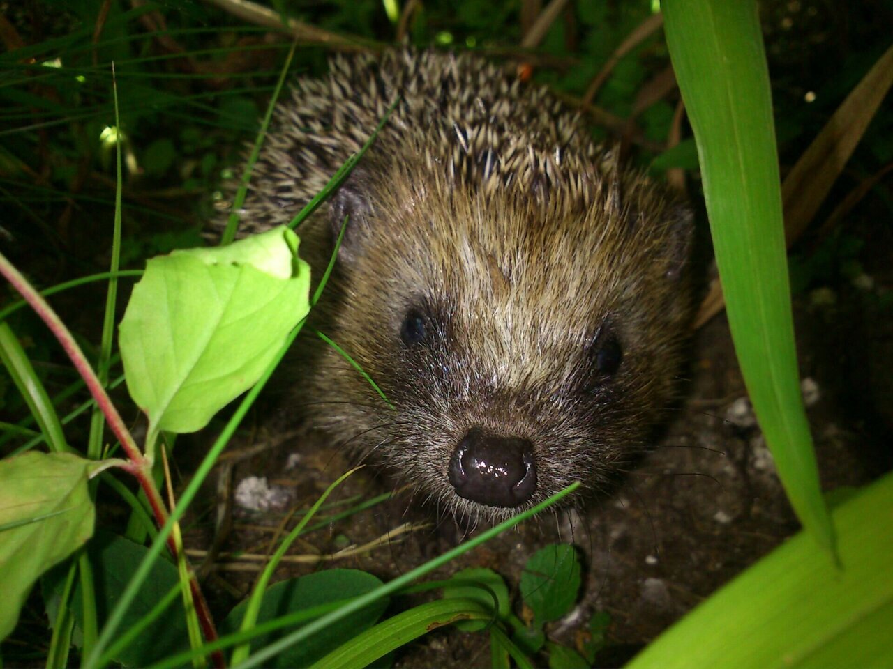Uncovering the secret life of hedgehogs