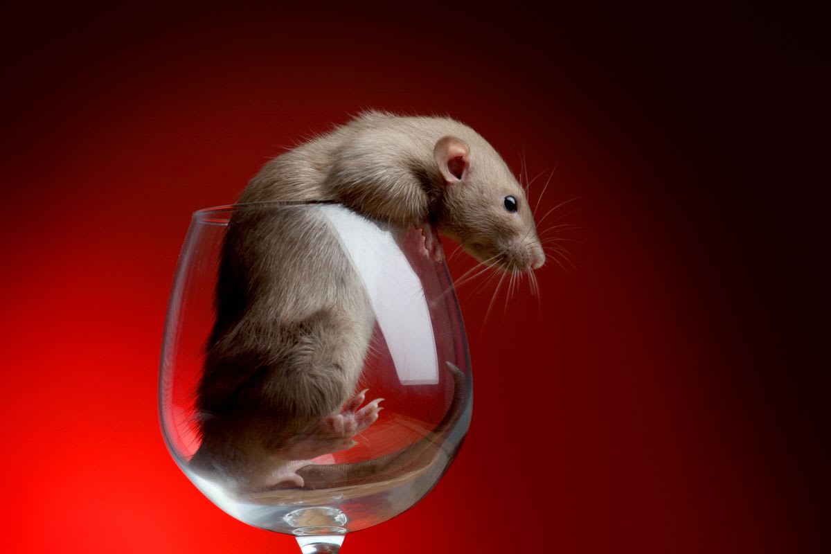 Rats Are Surprisingly Good Sommeliers And Can Distinguish Between White ...