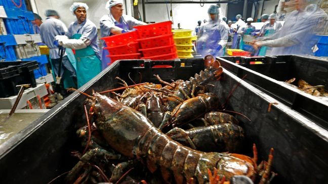 US lobster catch drops as crustaceans migrate to colder Canadian waters