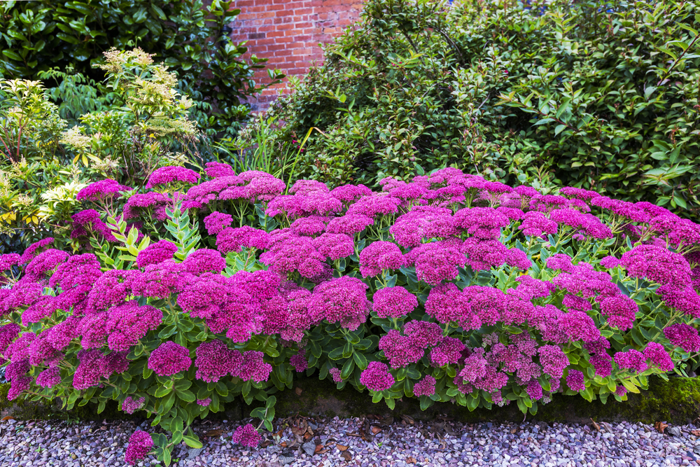 Best rock garden plants that thrive in sun or shade