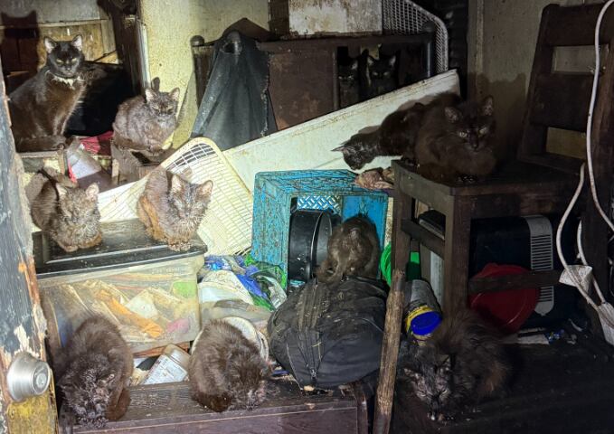 27 cats euthanized after being removed from unsafe living conditions