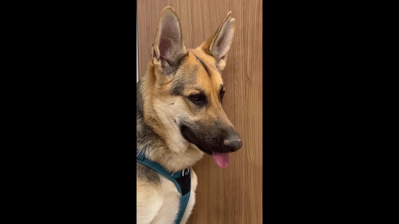 Groggy dog can't stop farting after trip to vet