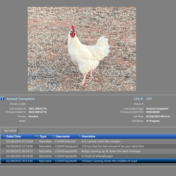 Chicken chase ends with no injured feathers, says Edmond PD