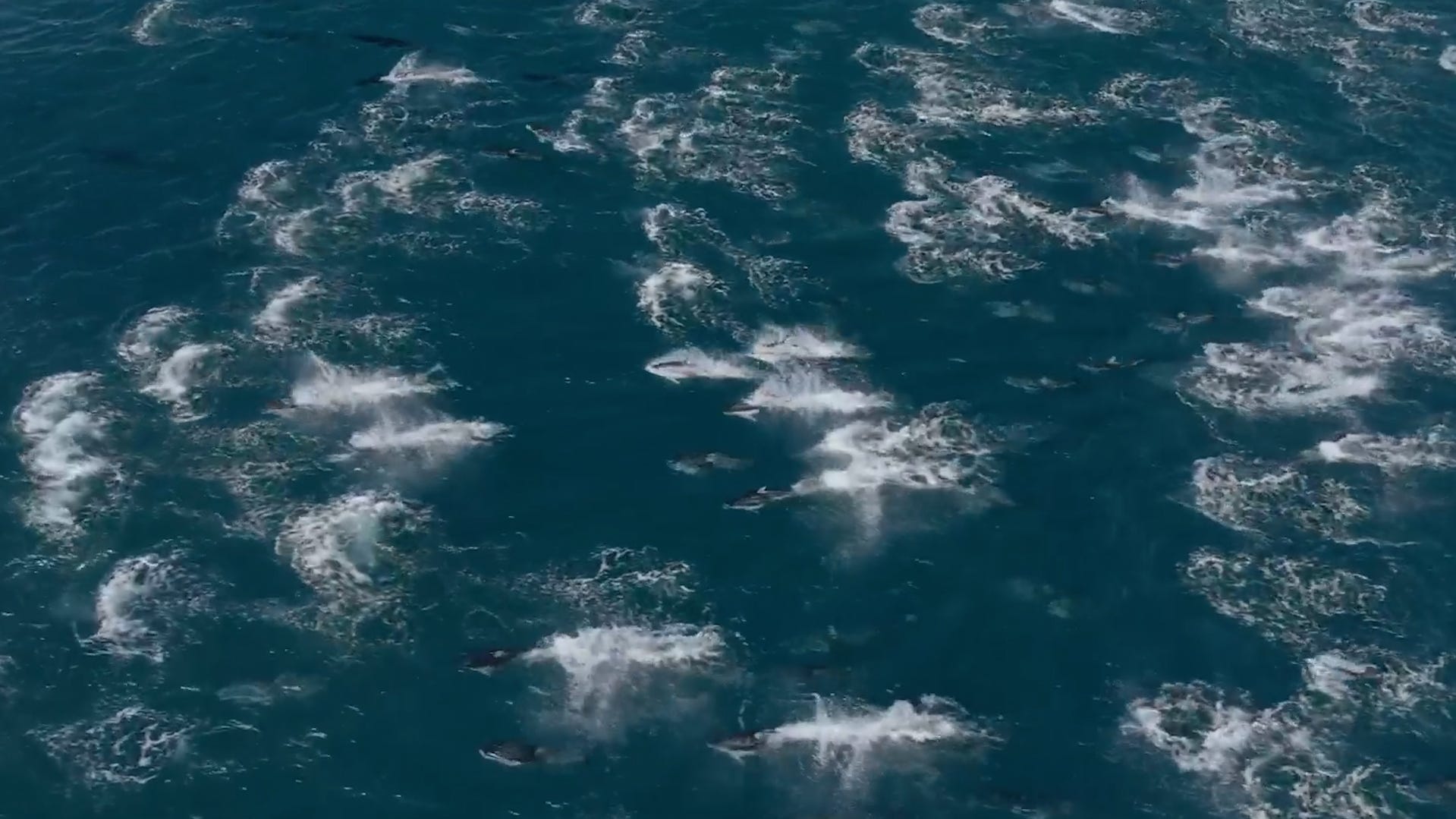'Super pod' of thousands of dolphins spotted off the coast of California