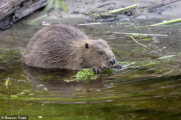 Beavers will be released in England for first time in over 400 years