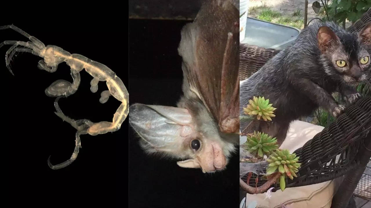 10 most scary animals on Earth and their chilling features