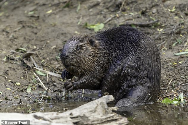 Beavers will be released in England for first time in over 400 years