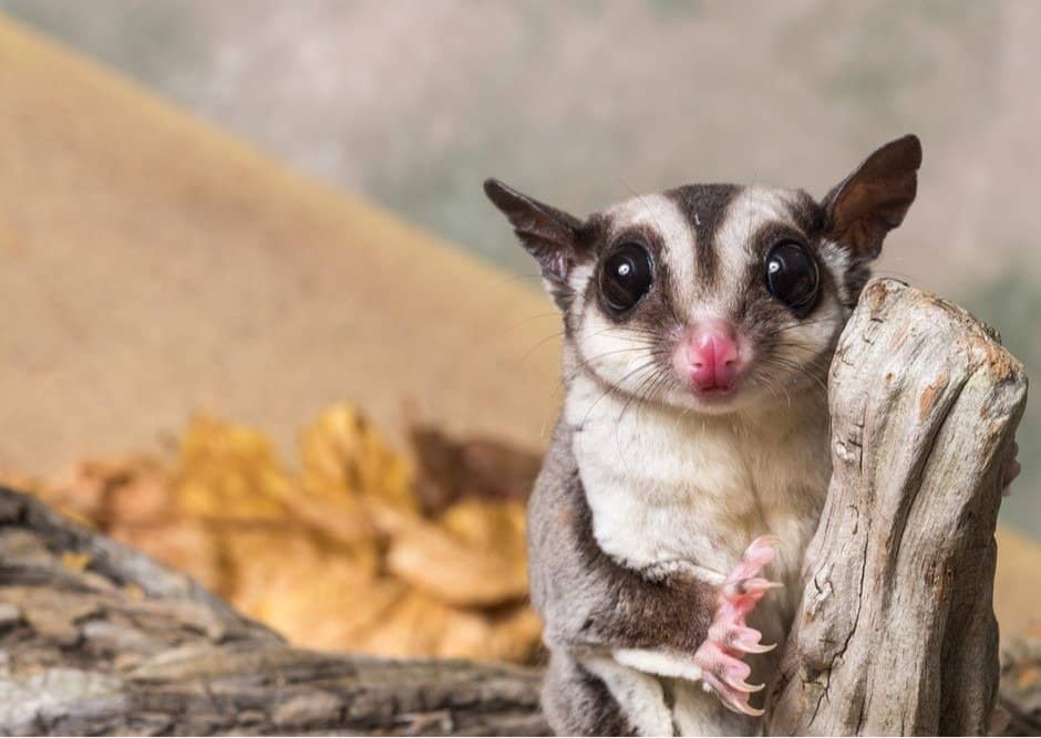 These Are the 17 Most Exotic Pets Money Can Buy