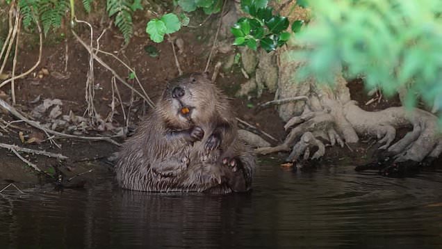 Wild releases of beavers in England approved in 'milestone' for nature