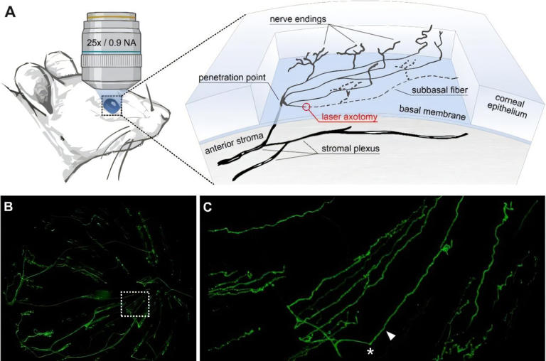 Advances in corneal healing research drive new treatments for rare eye ...