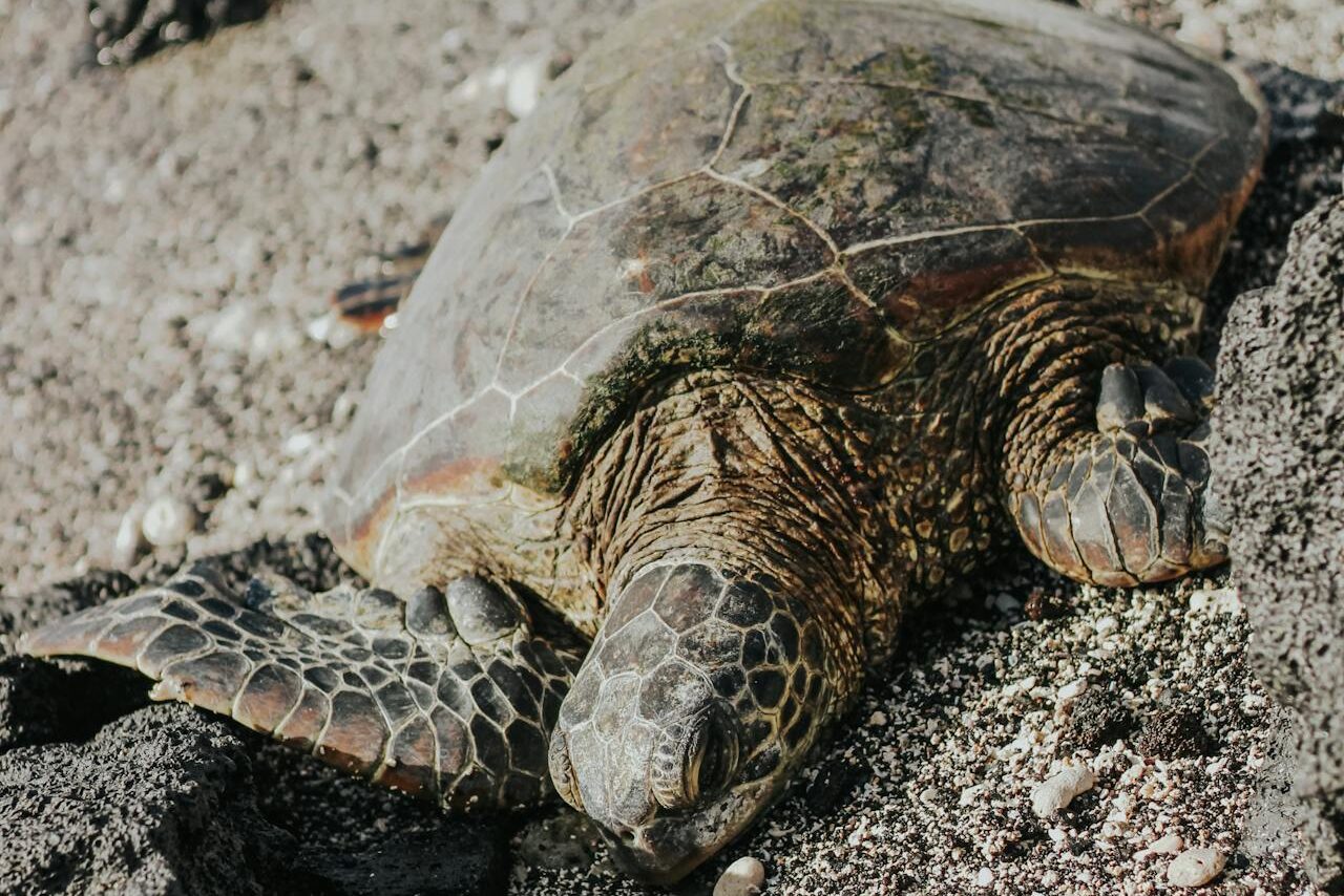 The Most Unusual Shells and Exoskeletons in the Animal Kingdom