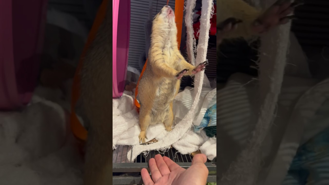 Prairie Dog’s Bark is Small but Full of Energy