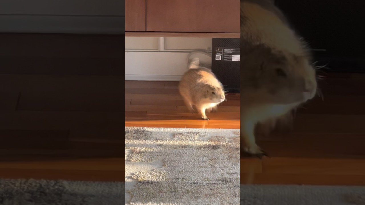 Zoom Zoom Zoomies Hit Playful Prairie Dog