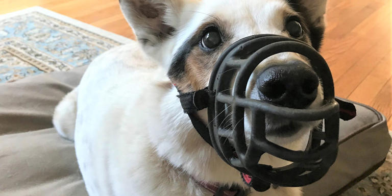 The 5 best dog muzzles in 2025, with tips from professional trainers