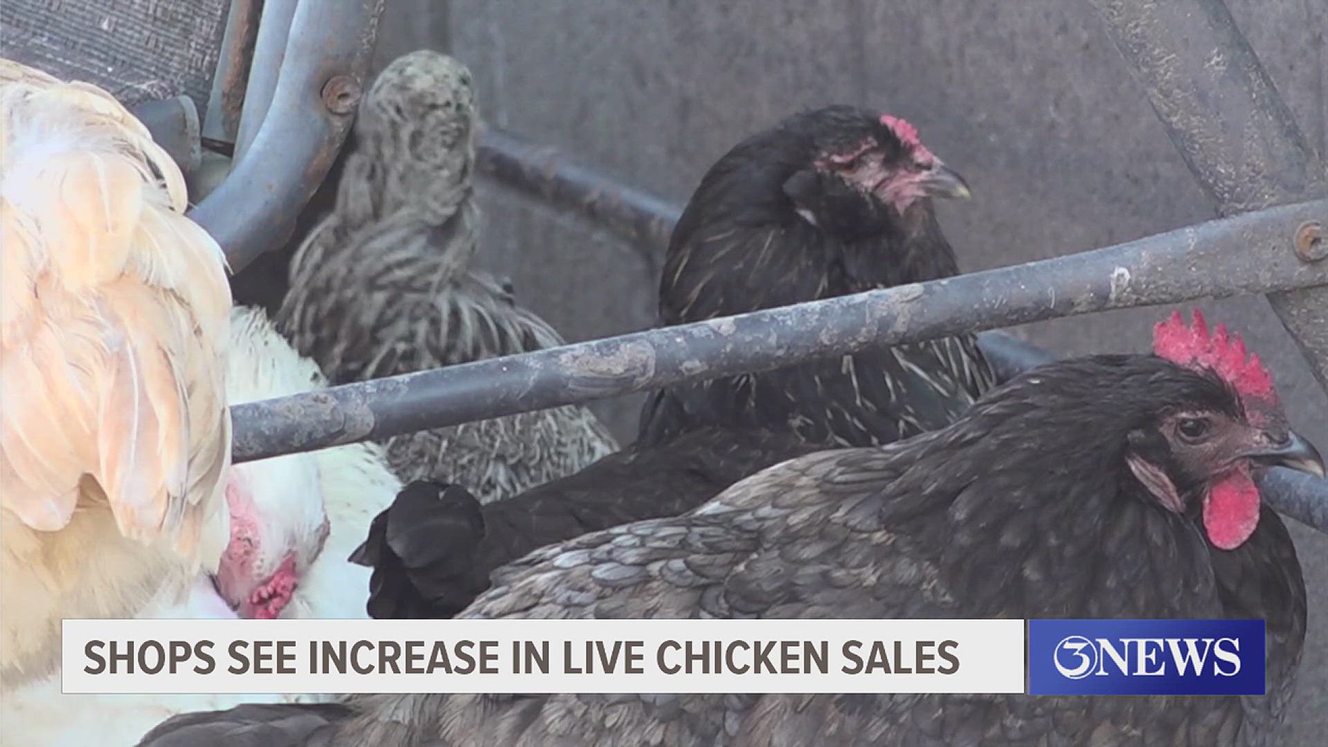 Shops see increase in live chicken sales