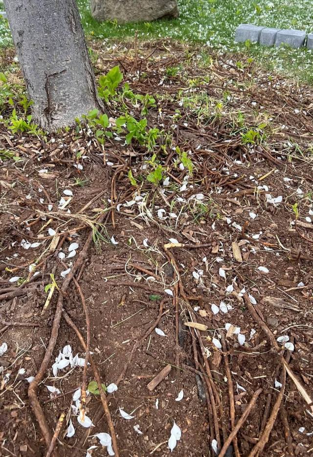 Frustrated homeowner puzzled by aggressive growth in yard: 'Is this ...