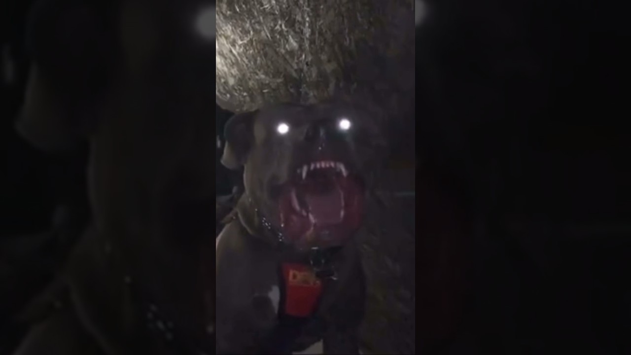 Pit bull trained to never back down and protect the family