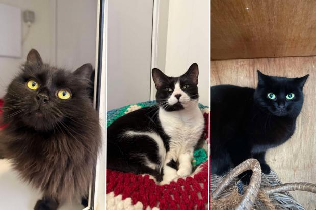 Brave feline who was injured in a RTC and friends looking for forever homes