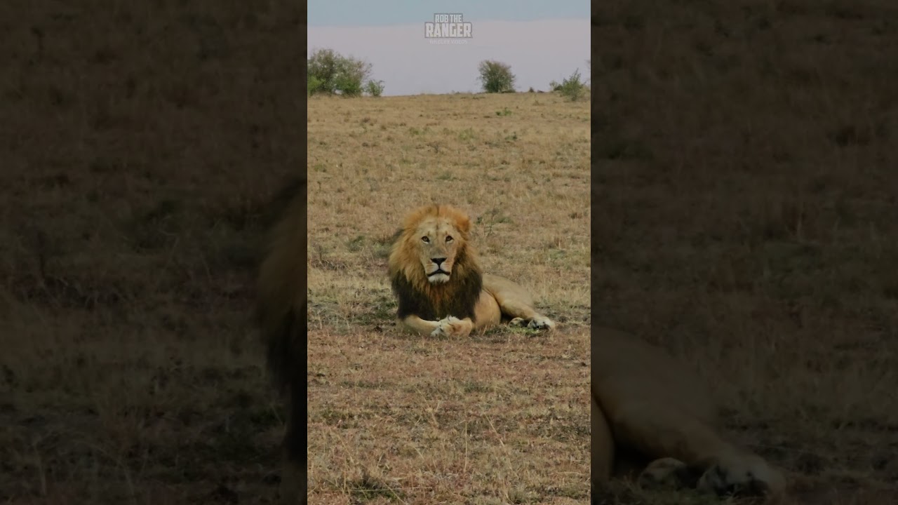 Seated lion observes surroundings with calm authority