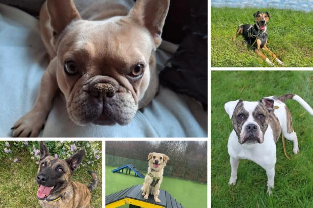 Five adorable dogs at Basildon's Dogs Trust searching for their forever ...
