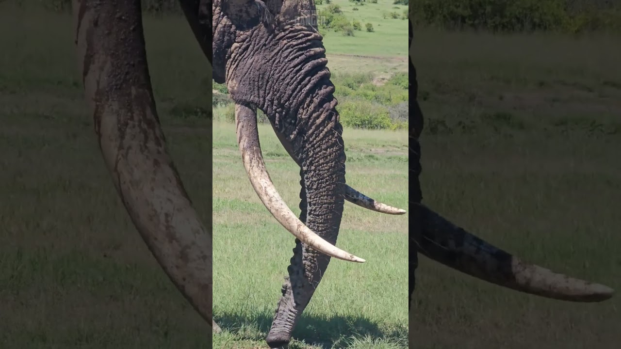 Unbelievable Elephant with Massive Tusks Struts Through Savannah