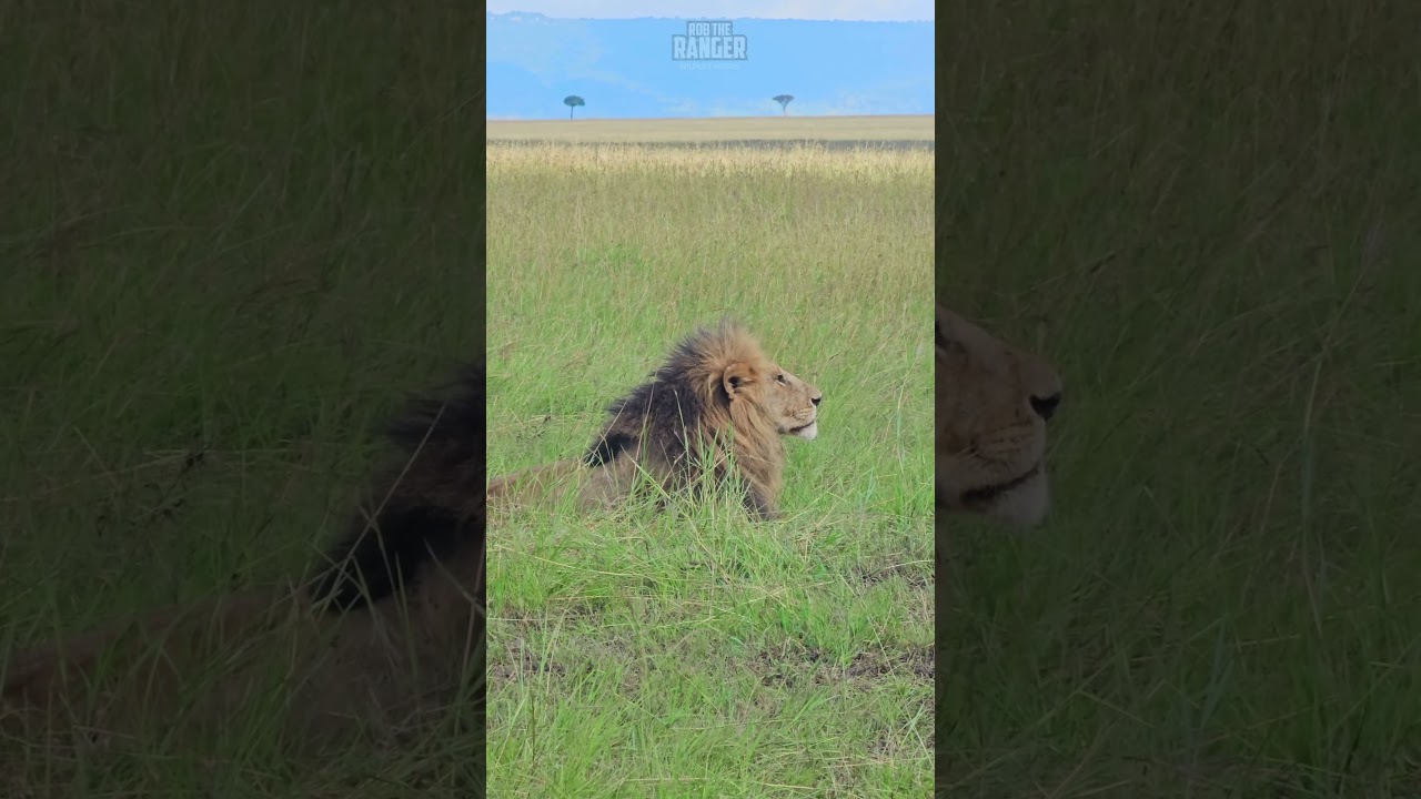 Regal Lion Poses Majestically in Sunlit African Savannah