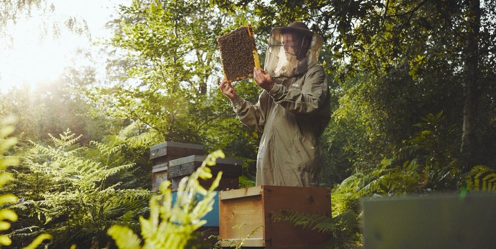 A 'sticky' problem facing beekeepers: The UK's fake honey crisis explained