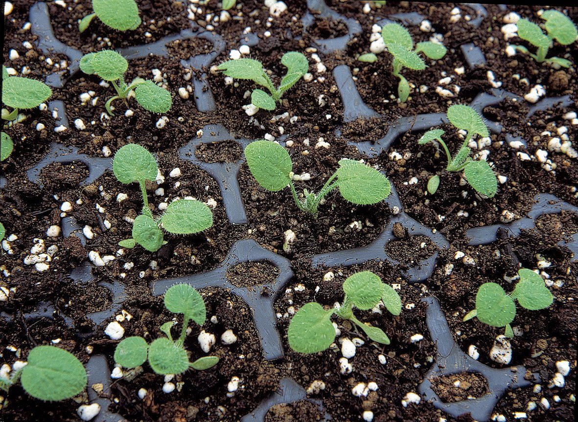 Why you should always plant more seeds than you need, according to a ...