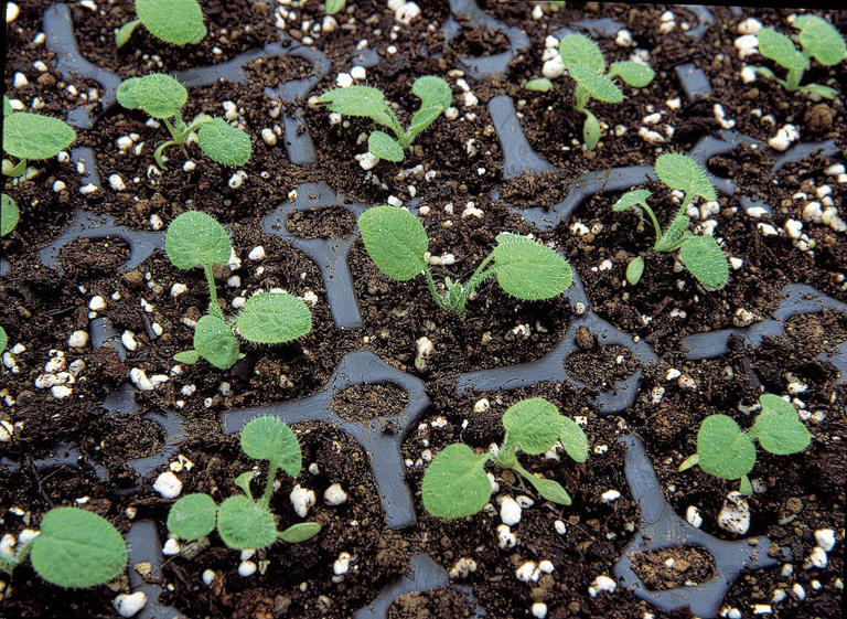 Why you should always plant more seeds than you need, according to a ...