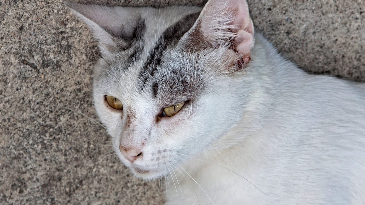 Tierheim Salzgitter: Abenteuer-Kater Opper sucht neues Zuhause