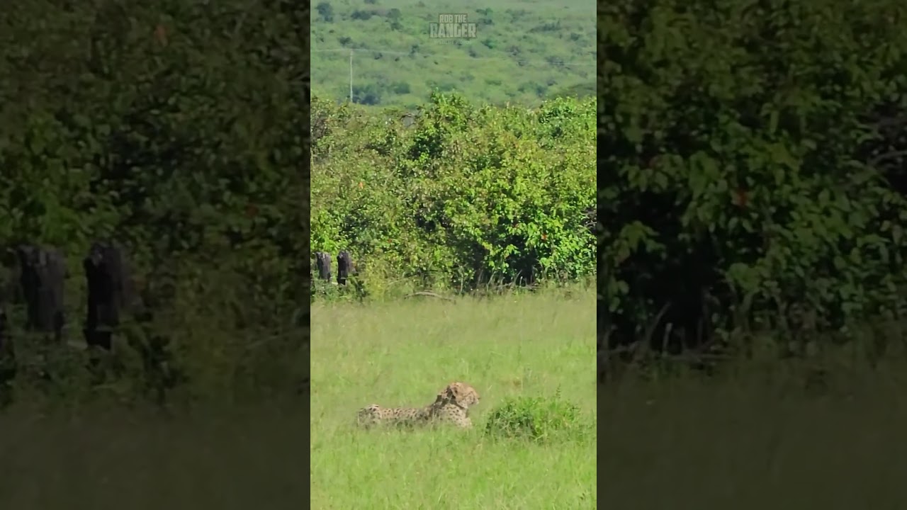 Cheetahs Unwind A Rare Peek at Their Calm Side