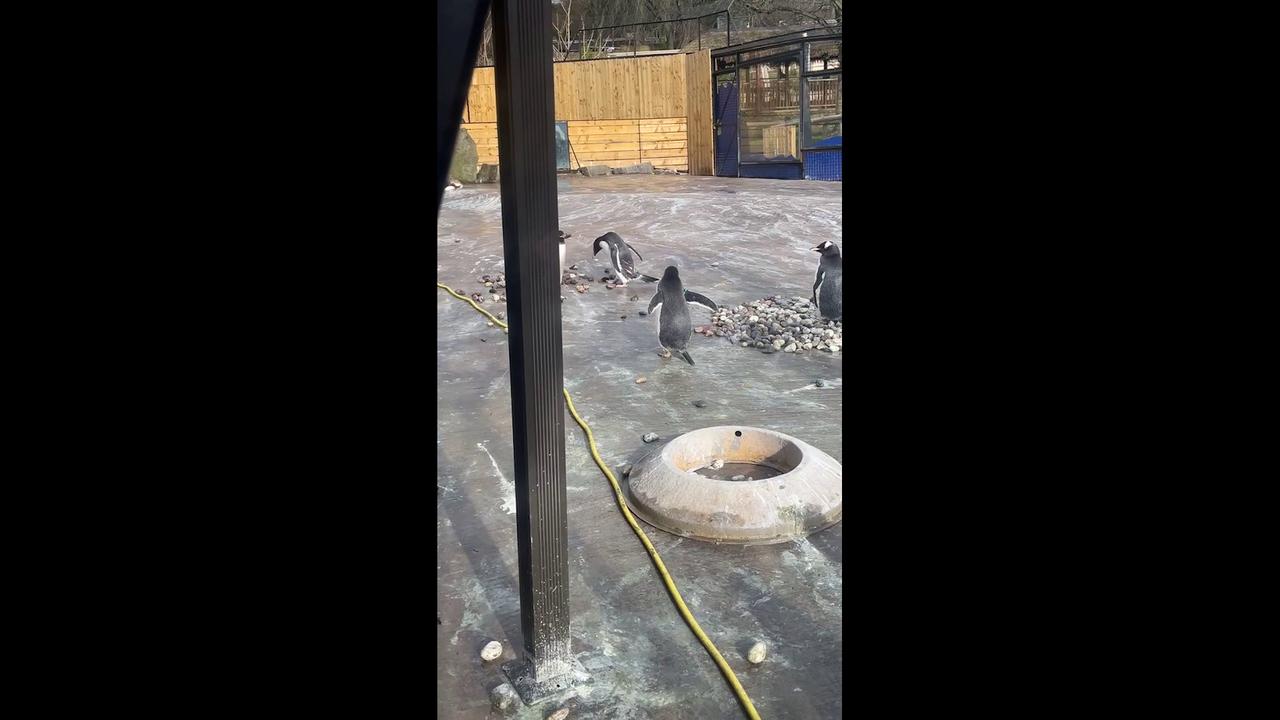 Kangaroos Hopping in Front of Car