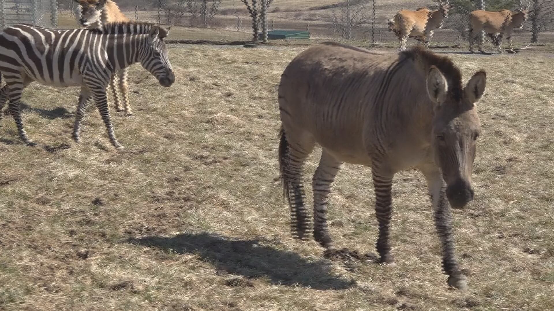 Fort Chiswell Animal Park urges governor to veto wildlife propagation bill