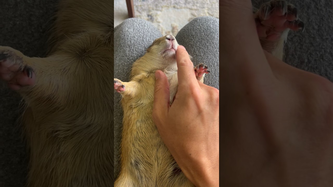 Afternoon Snuggles with Poppy the Prairie Dog