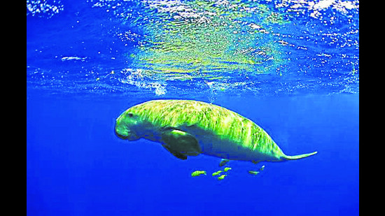 Proposed hydrocarbon exploration in Gulf of Mannar raises concerns