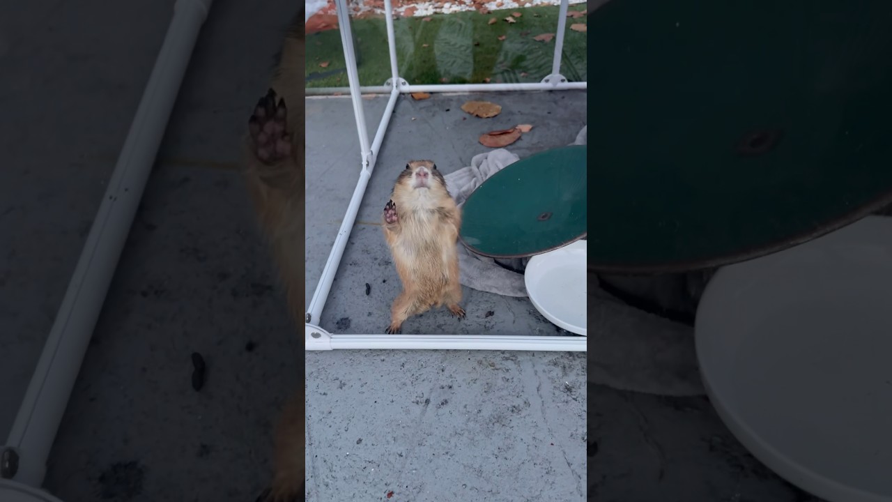 Prairie dog Poppy wahooes while staying undercover