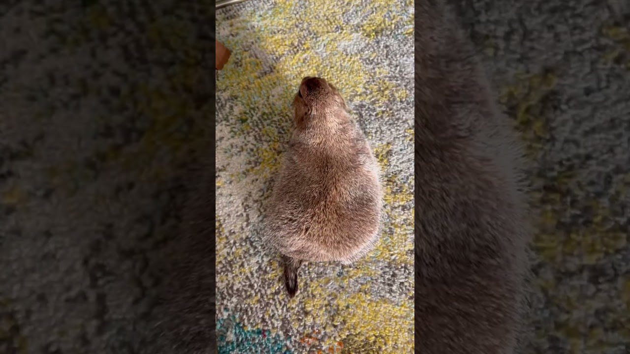 Prairie Dog's Little Peach Butt is Too Cute