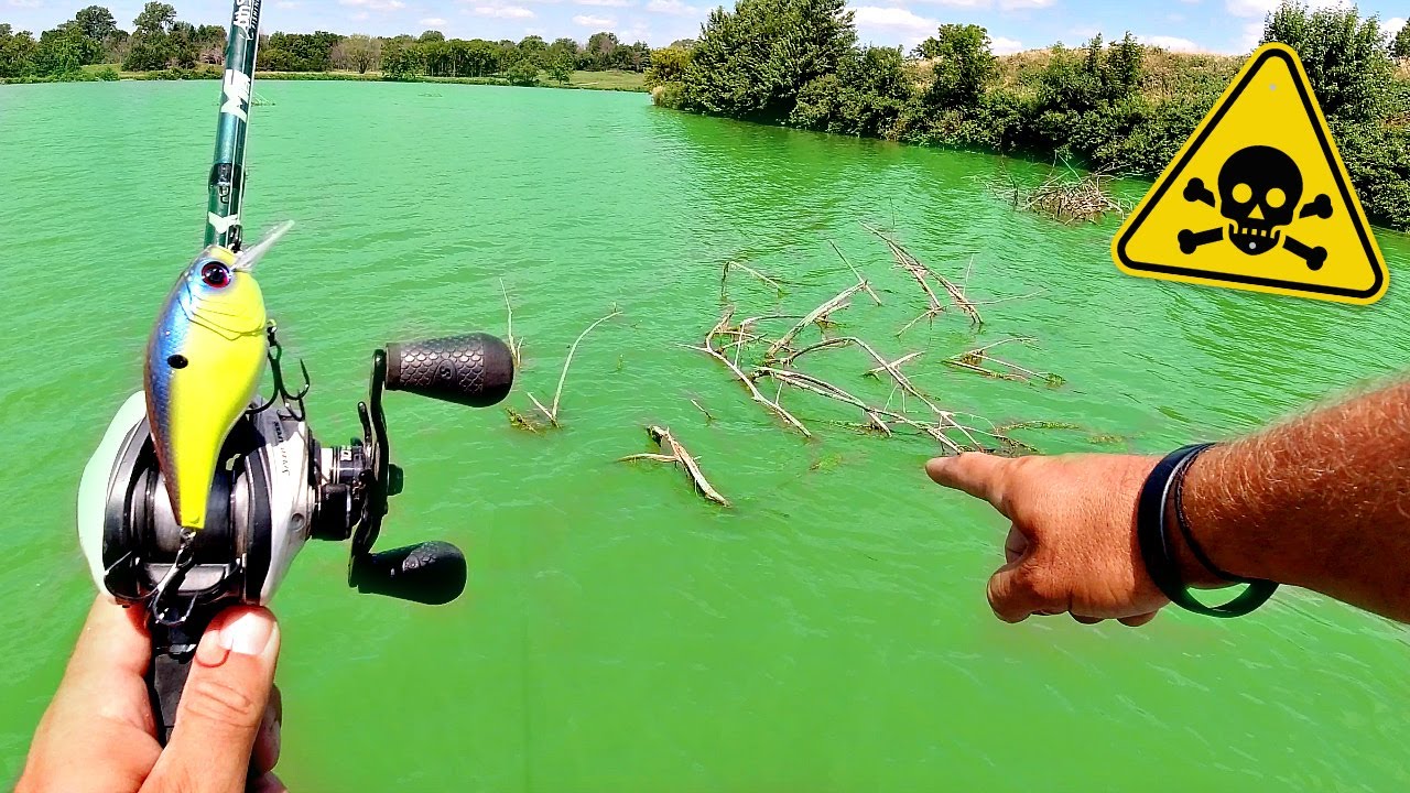 Dangerous Attraction: Big Fish Seek Refuge in Toxic Waters