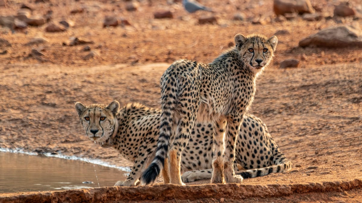 Leopard oder Gepard – was ist der Unterschied zwischen den Raubkatzen?