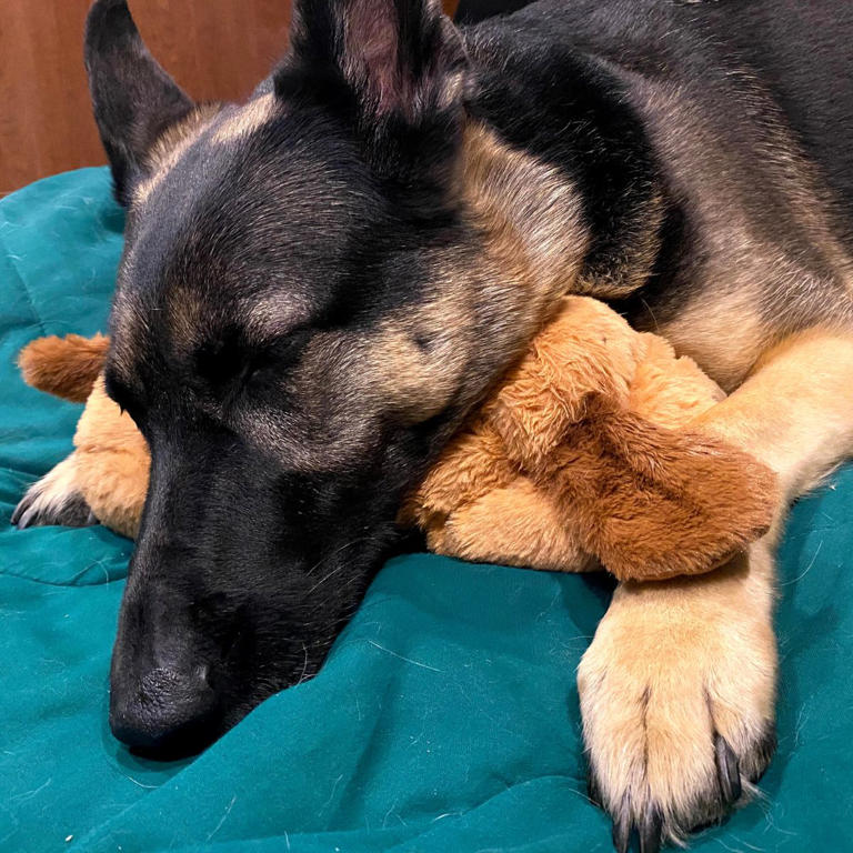 RV Companion Comfort Guide