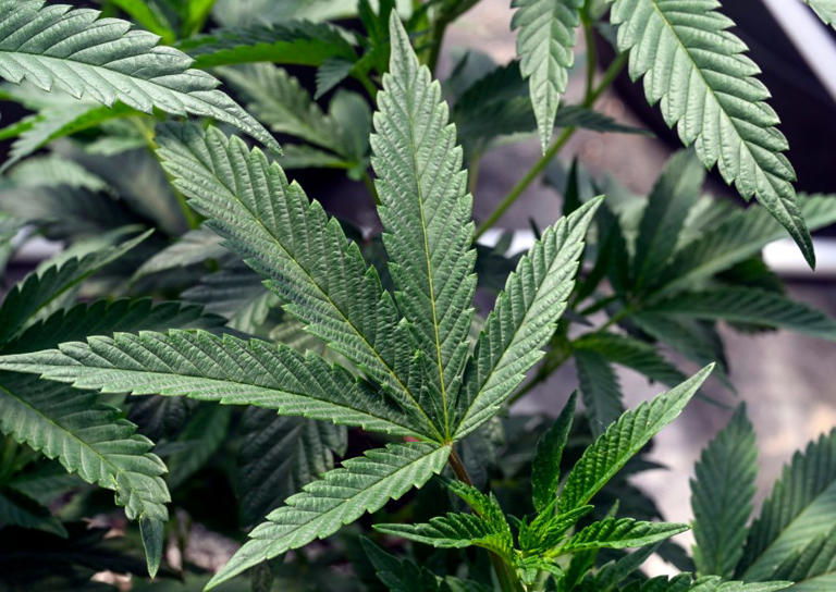 ‘Grow your own’: Tampa Bay lawmaker moves marijuana efforts forward ‘Grow your own’: Tampa Bay lawmaker moves marijuana efforts forward