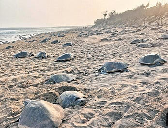 Odisha: 10 tagged Olive Ridley turtles return to Gahirmatha after four ...