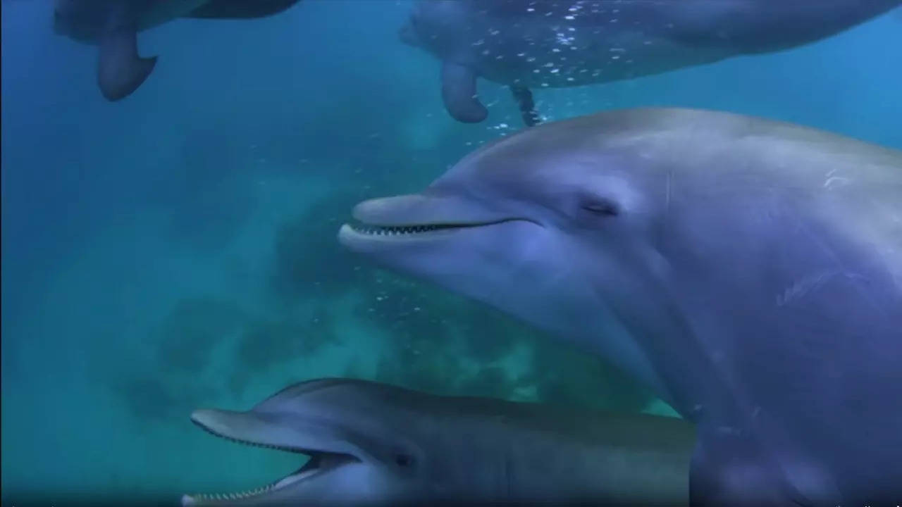 First-Of-Its-Kind Footage Shows Dolphins Getting High on Pufferfish