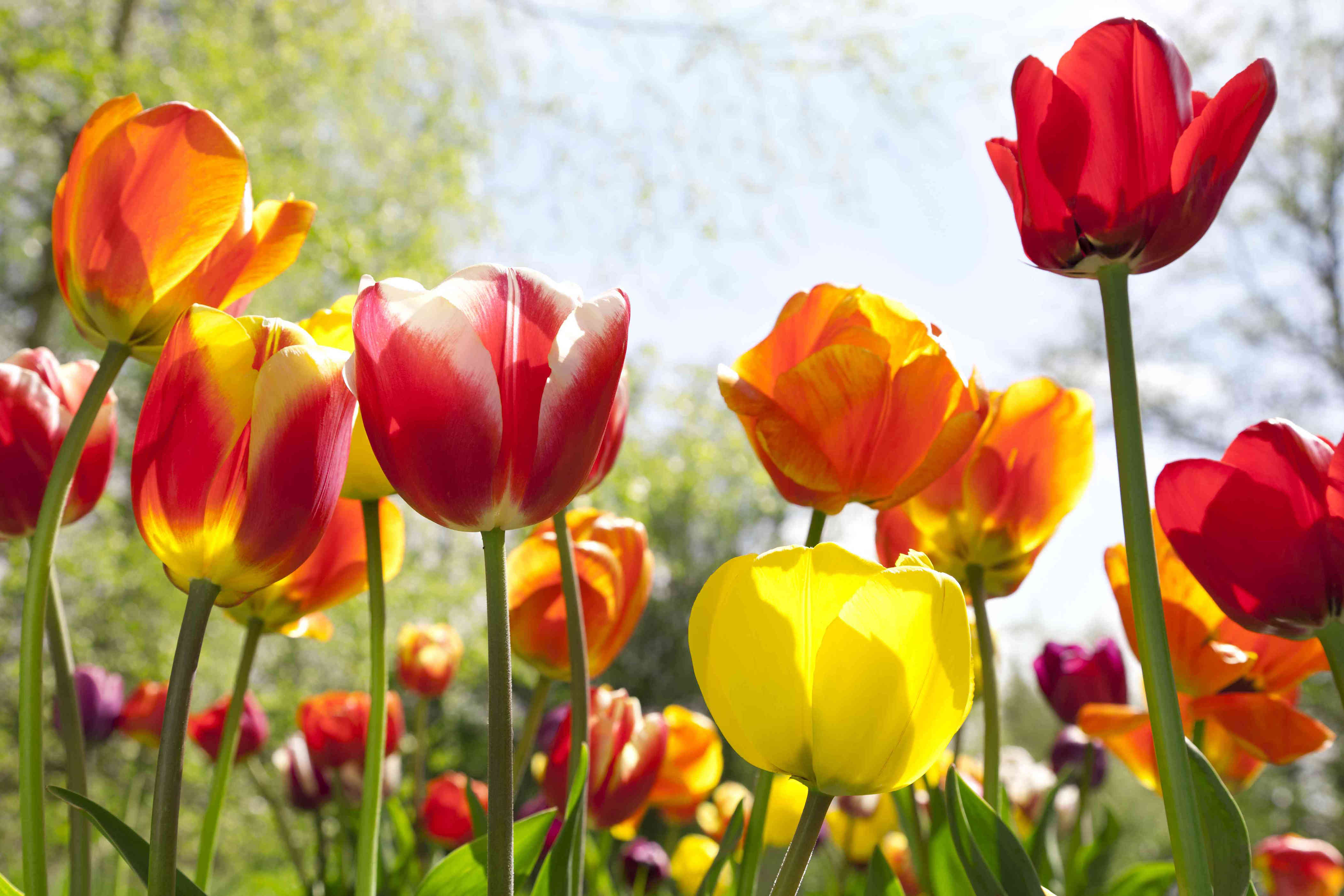 Here's How Long Your Tulips Will Bloom—Plus, How To Make Them Last