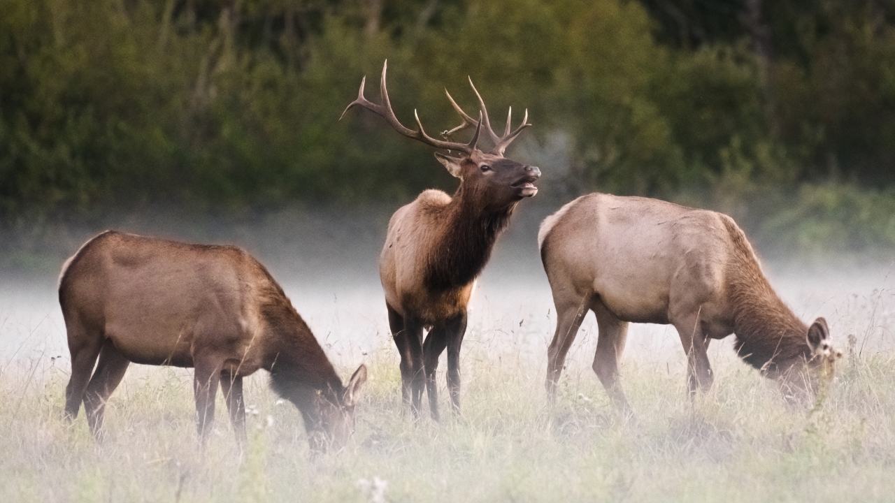 Which state has the most elk? A population look