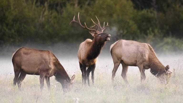 Which state has the most elk? A population look