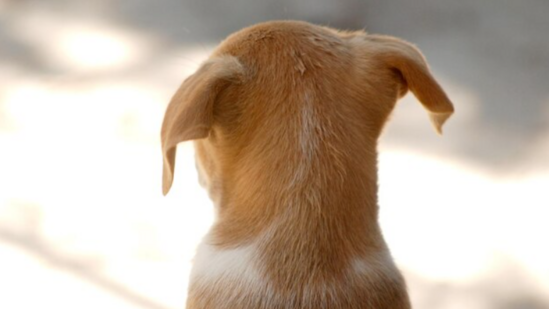 Owners of this pet have a sharper mind in old age, new study finds: Hint, it is not cat